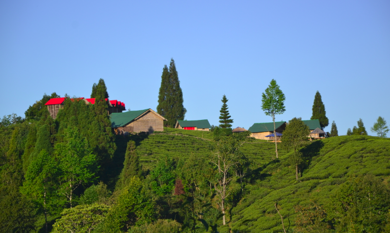 Ilam Community Homestay, Ilam , Nepal | Nepal Visit Info